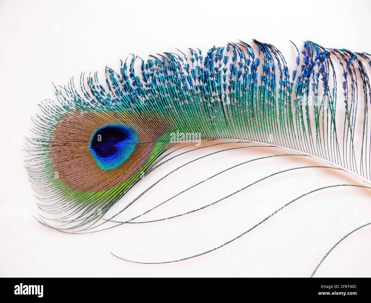Peacock inside hi-res stock photography and images - Alamy