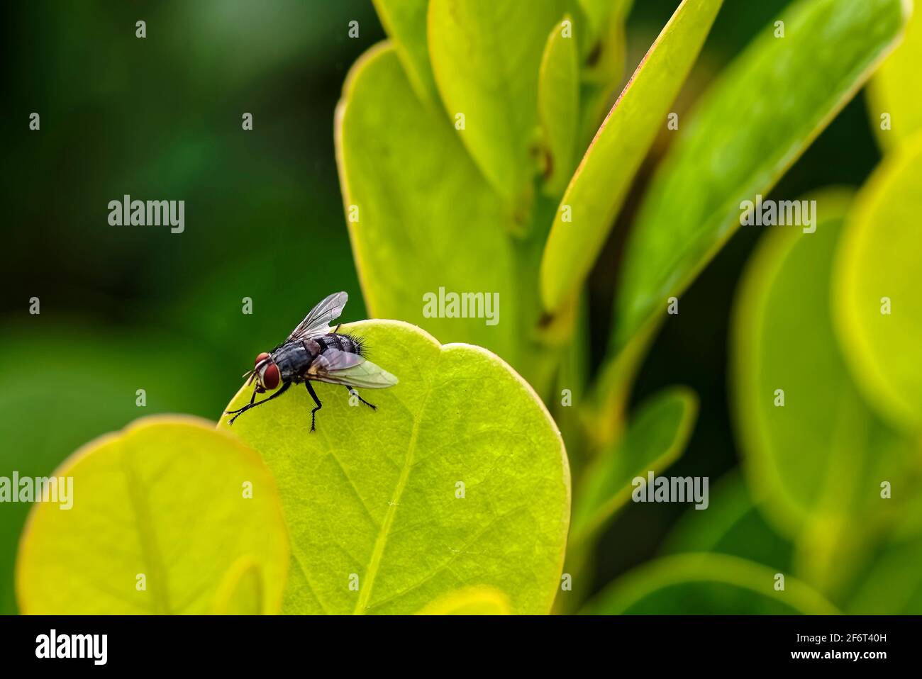 Musca domestica linnaeus hi-res stock photography and images - Alamy