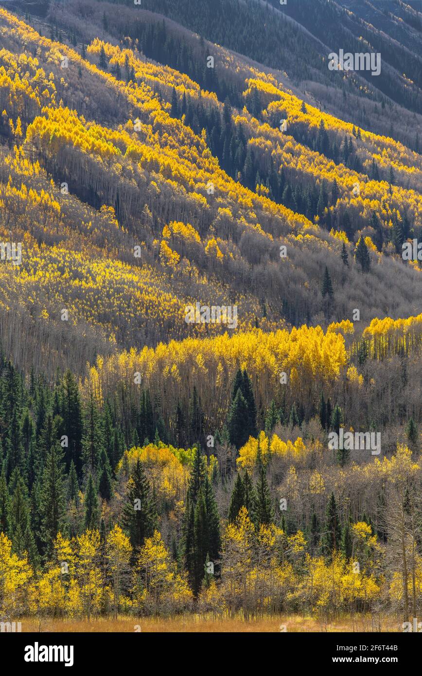 States colorado aspen hi-res stock photography and images - Alamy