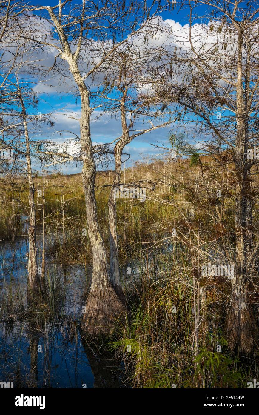 Cypress forest hi-res stock photography and images - Alamy