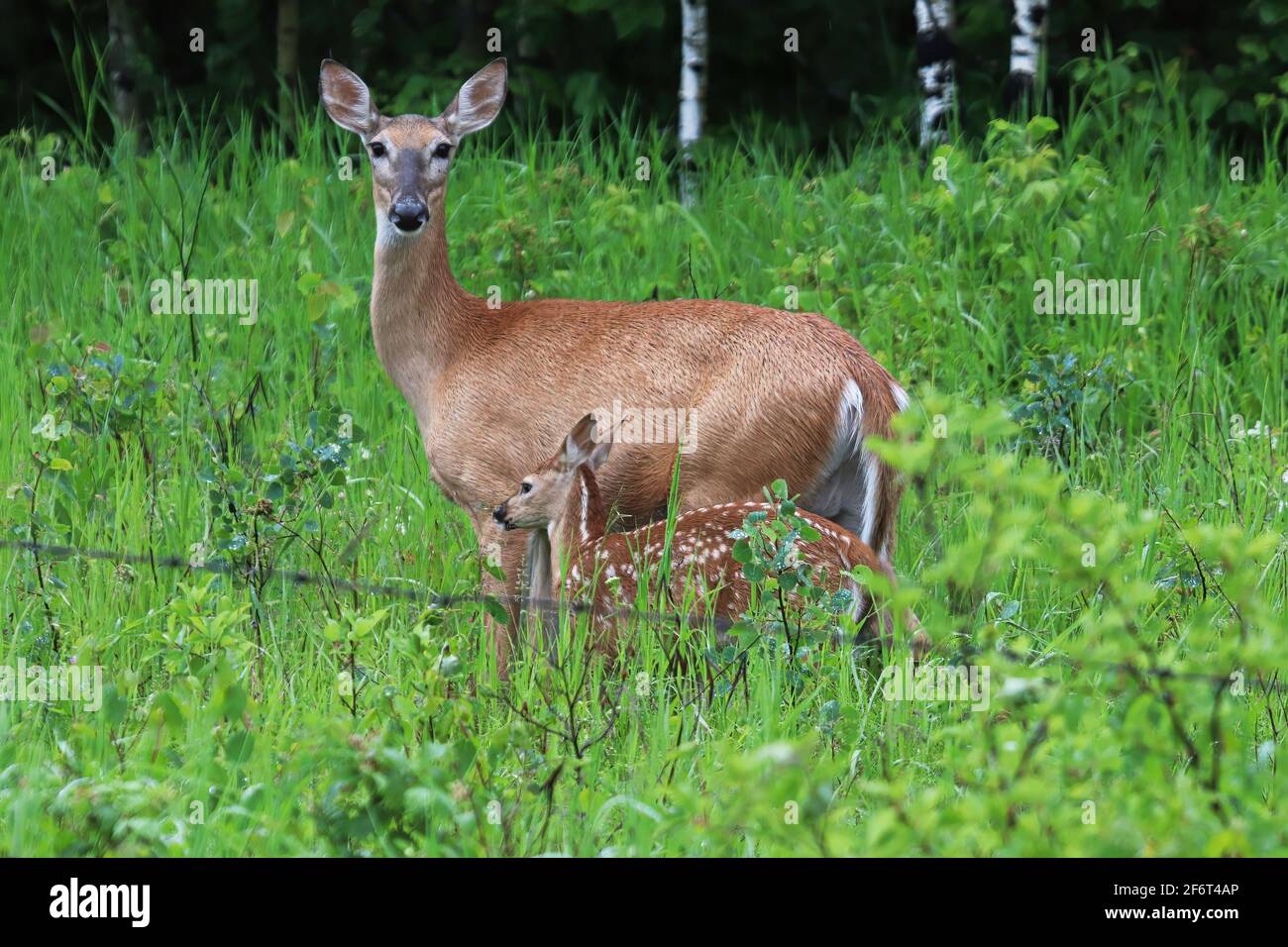 Deer wire barbed hi-res stock photography and images - Alamy