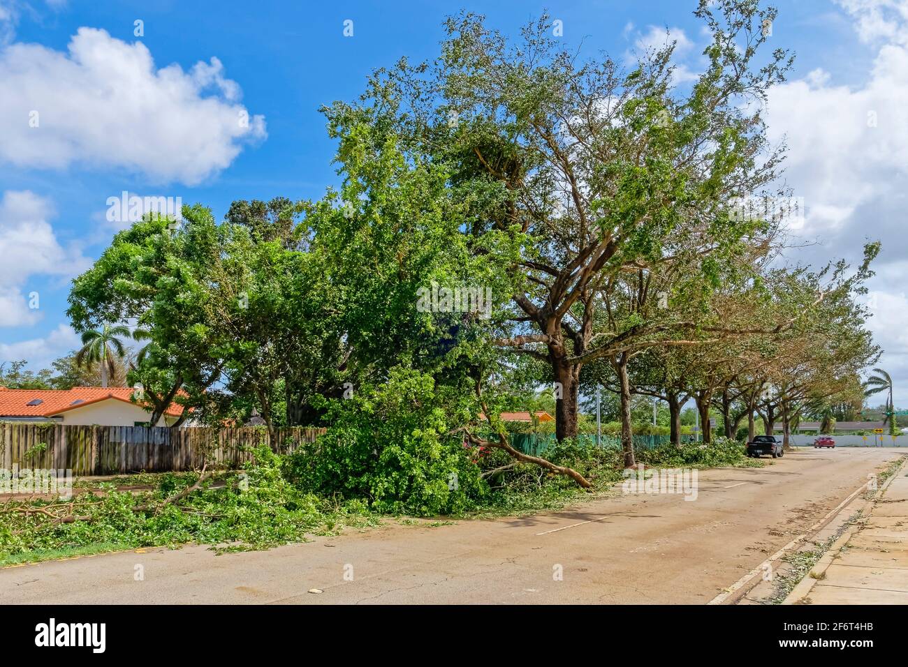 Hurricane damage trees hi-res stock photography and images - Alamy