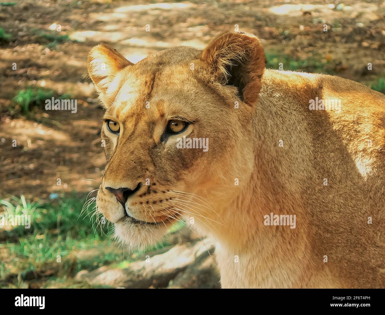Auckland zoo new zealand hi-res stock photography and images - Alamy