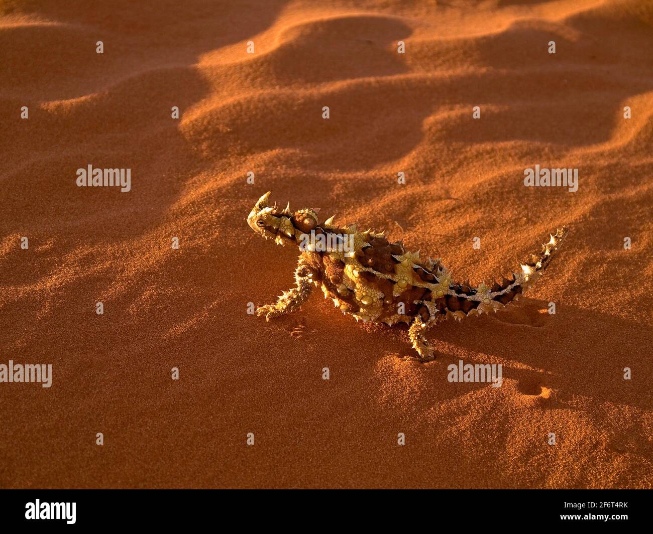 Down under animal hi-res stock photography and images - Alamy