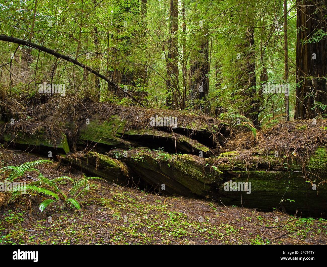 Fallen redwood tree hi-res stock photography and images - Alamy