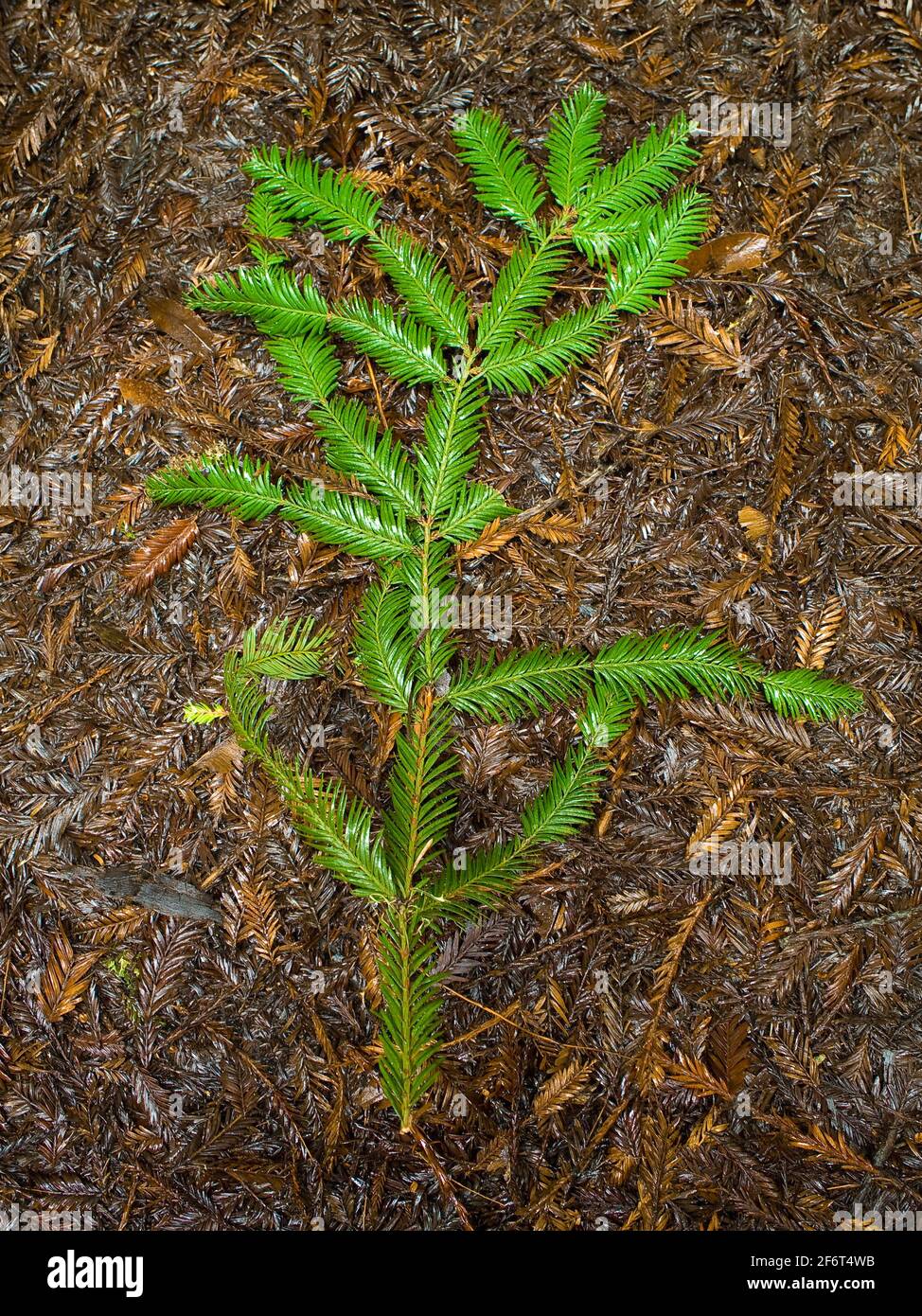 California leaf hi-res stock photography and images - Alamy