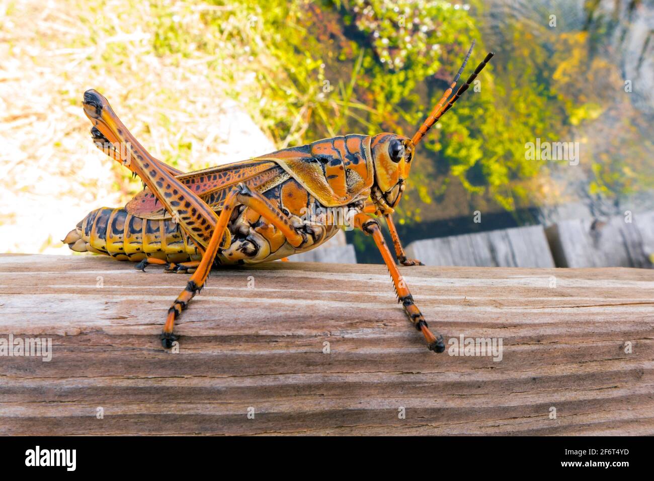 Southeastern Lubber Grasshopper