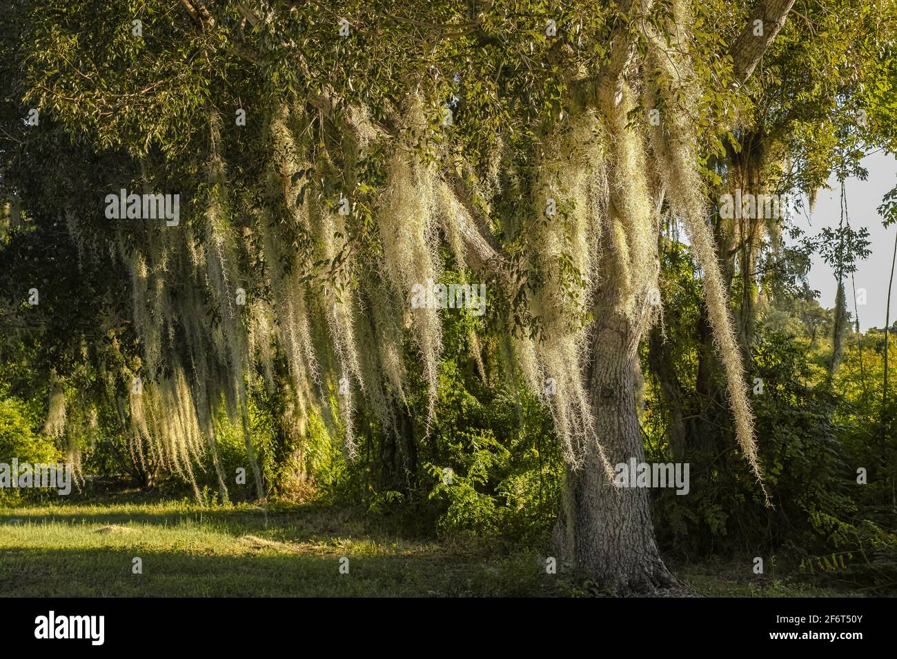 Moss florida hi-res stock photography and images - Alamy