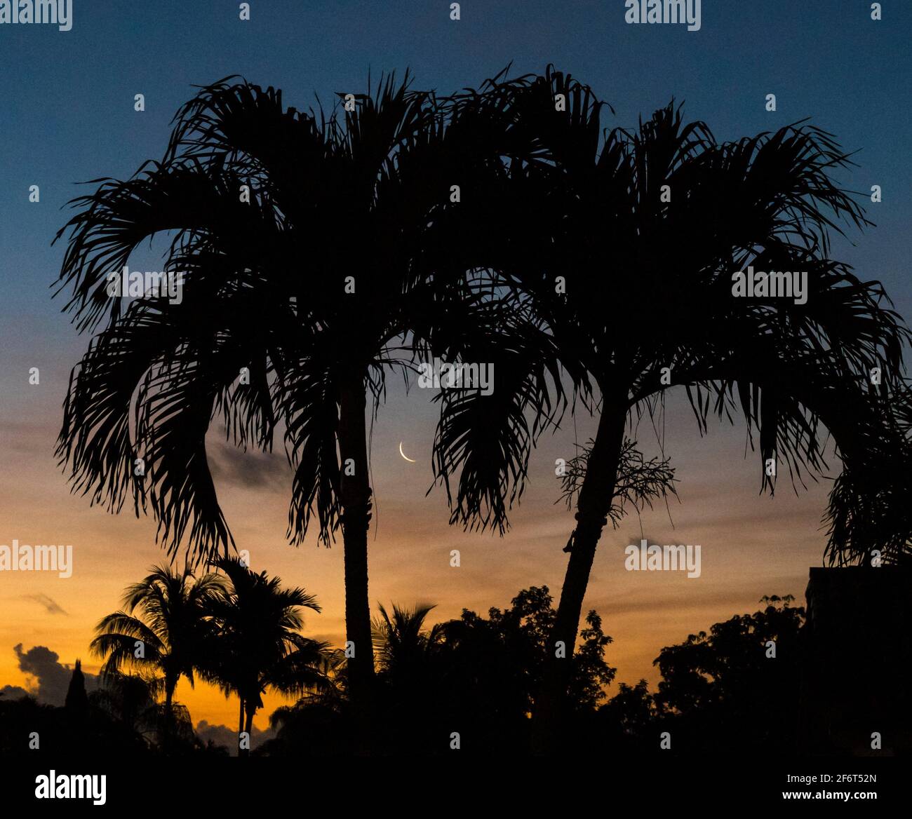 Palm tree moonrise hi-res stock photography and images - Alamy