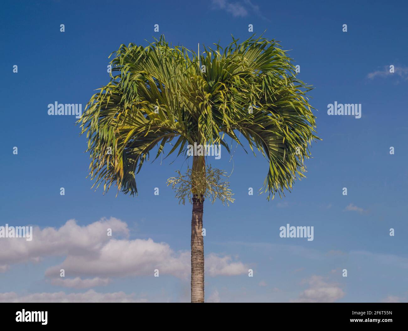States florida palm hi-res stock photography and images - Alamy