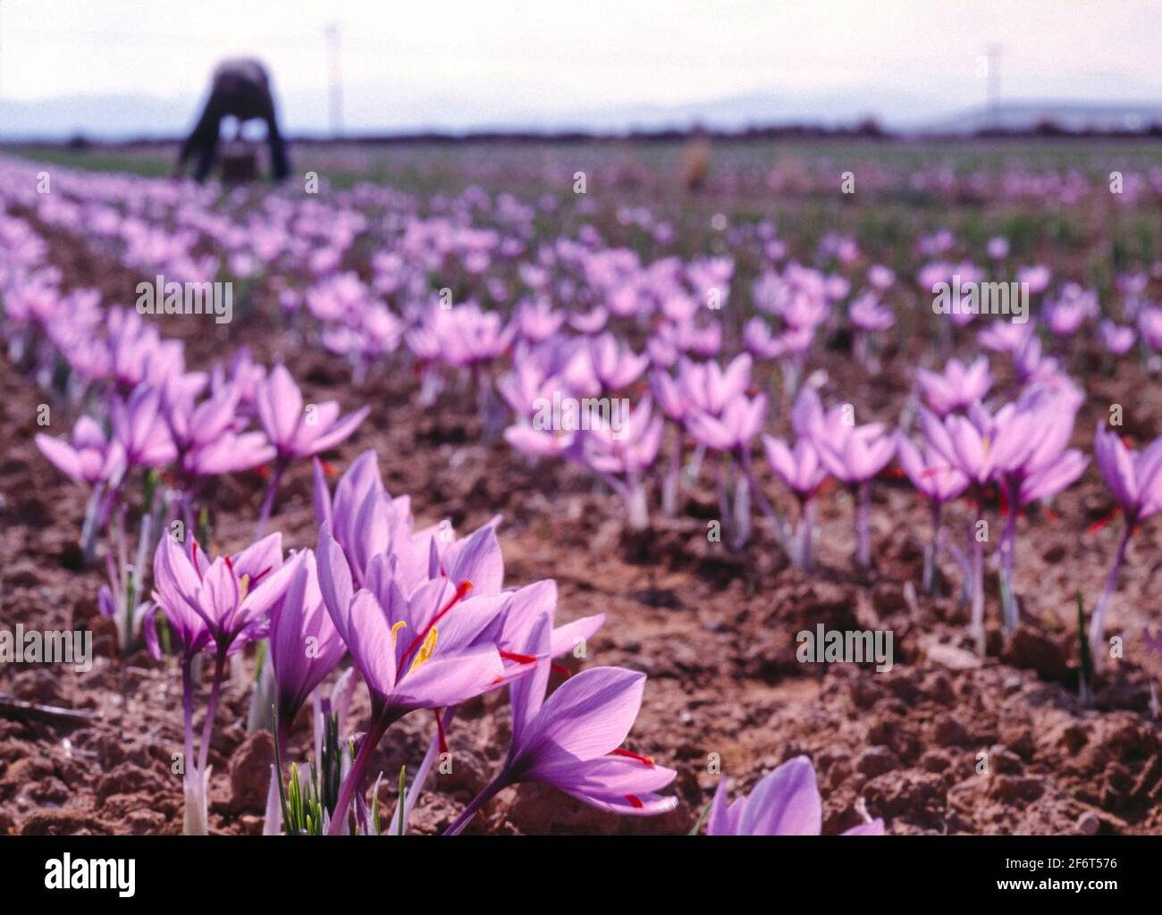 Saffron agriculture hi-res stock photography and images - Alamy