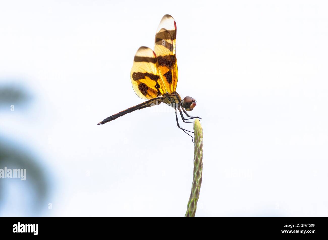 Brown-spottet Yellow-wing Dragonfly (Celithemis eponina Stock Photo - Alamy