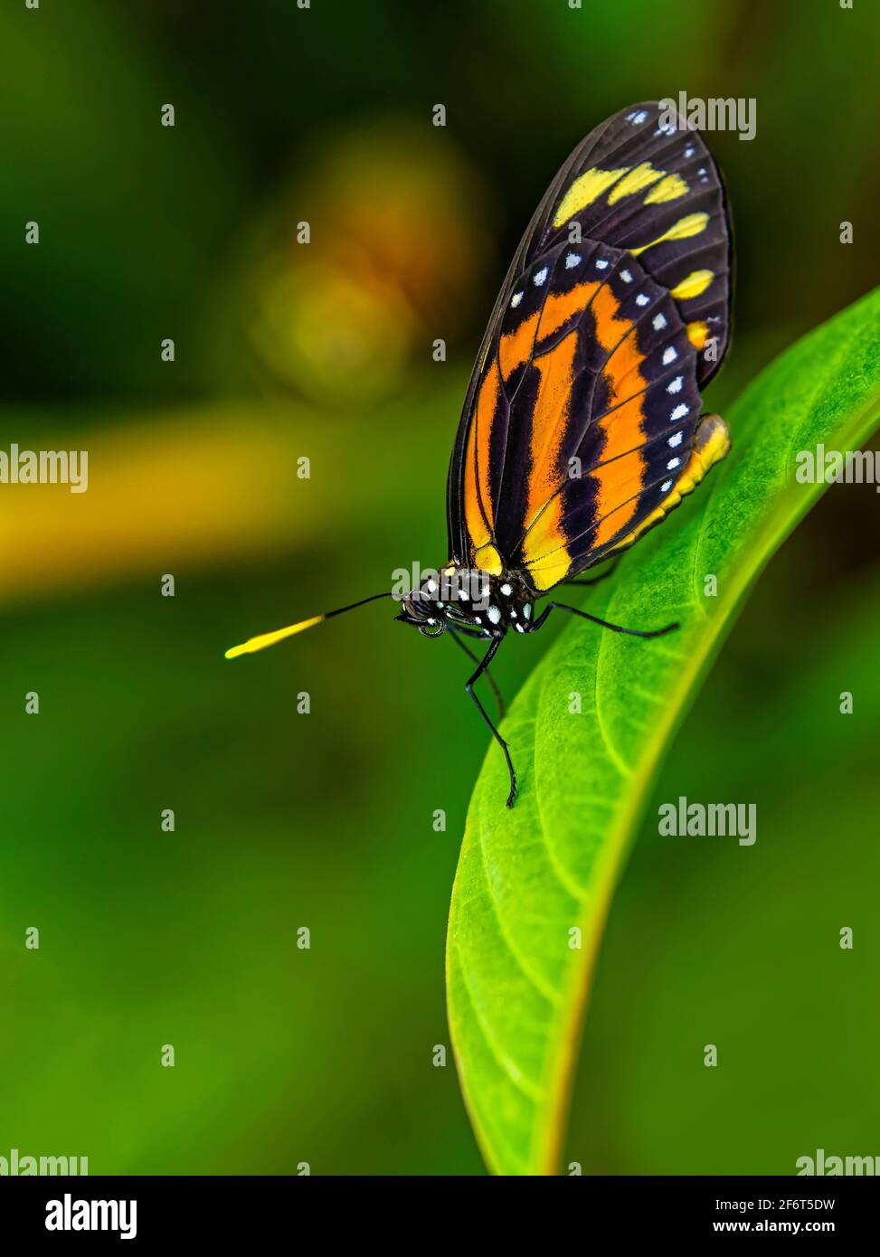 Numata butterfly High Resolution Stock Photography and Images - Alamy