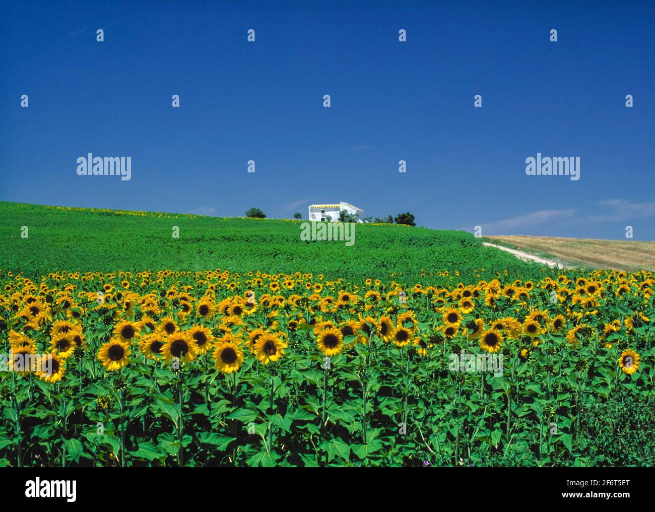 Andalusia spain sunflower hi-res stock photography and images - Alamy
