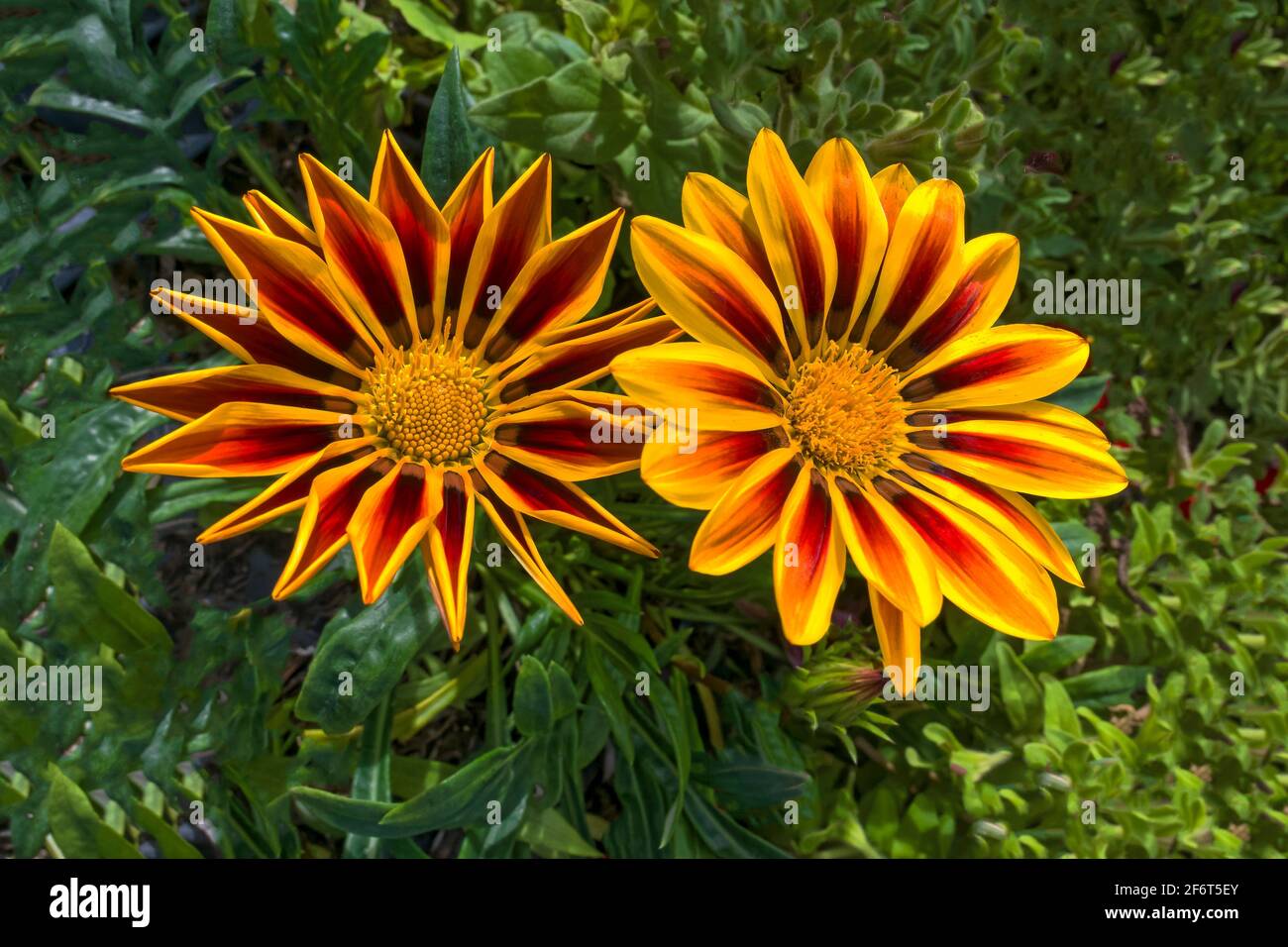 Bush daisies hi-res stock photography and images - Alamy
