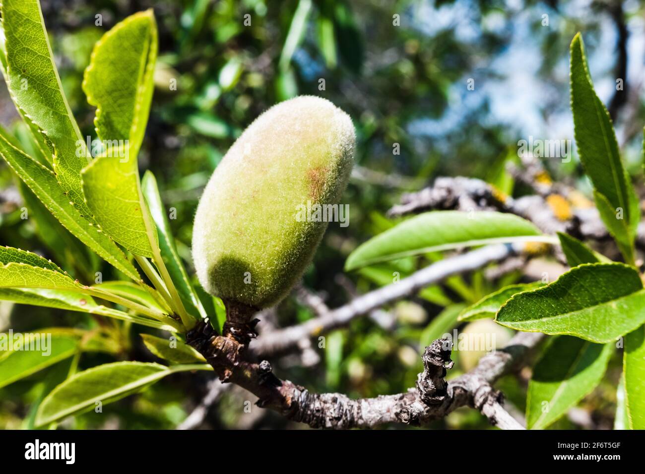 Fuzzy shell hi-res stock photography and images - Alamy