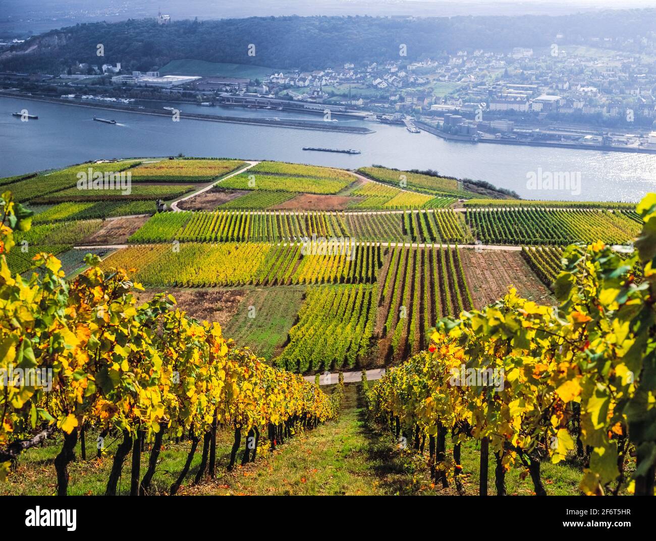 Vineyards of Rhine Valley. Germany Stock Photo - Alamy