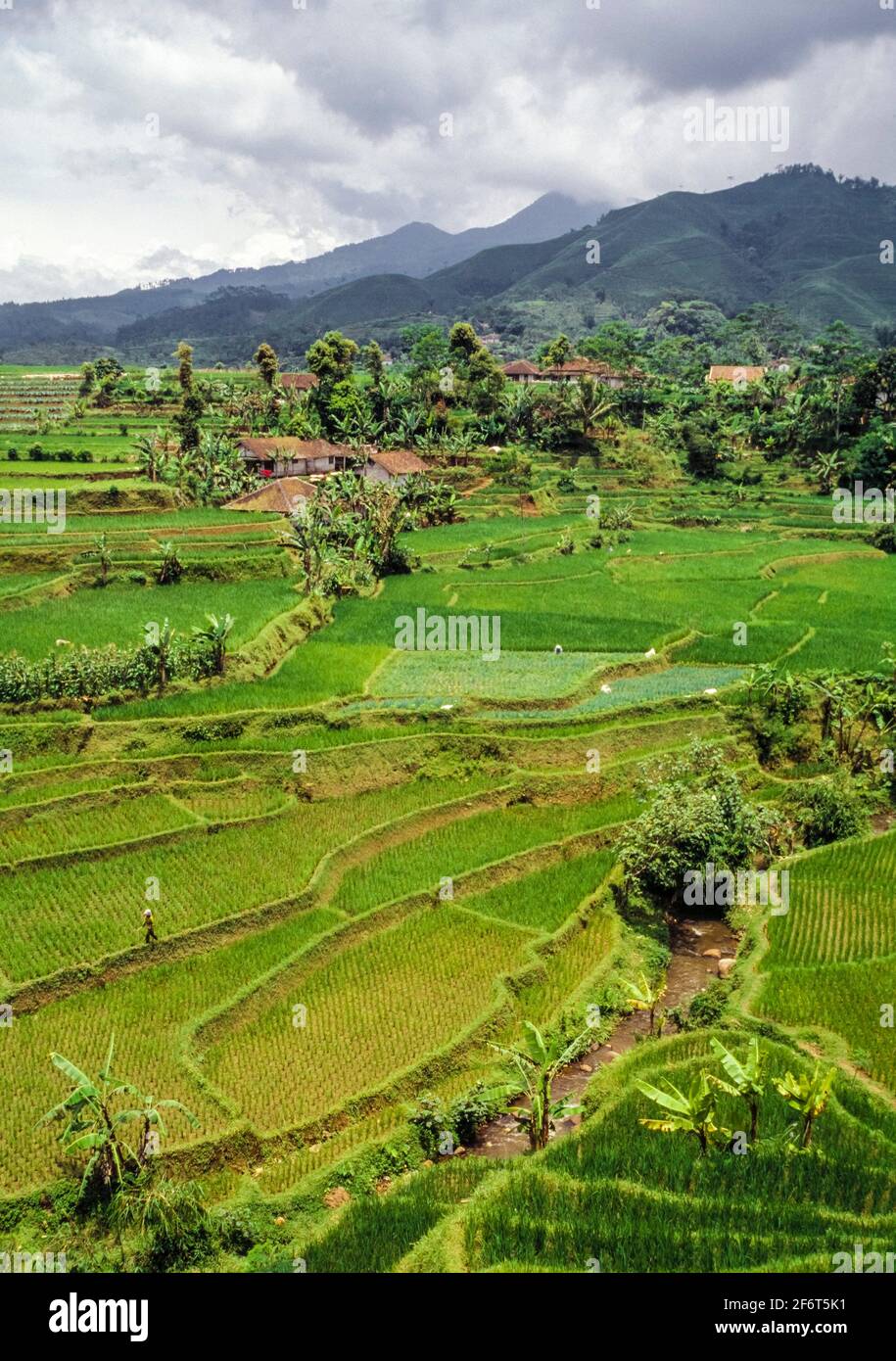Rice Fields. Java. Indonesia Stock Photo - Alamy