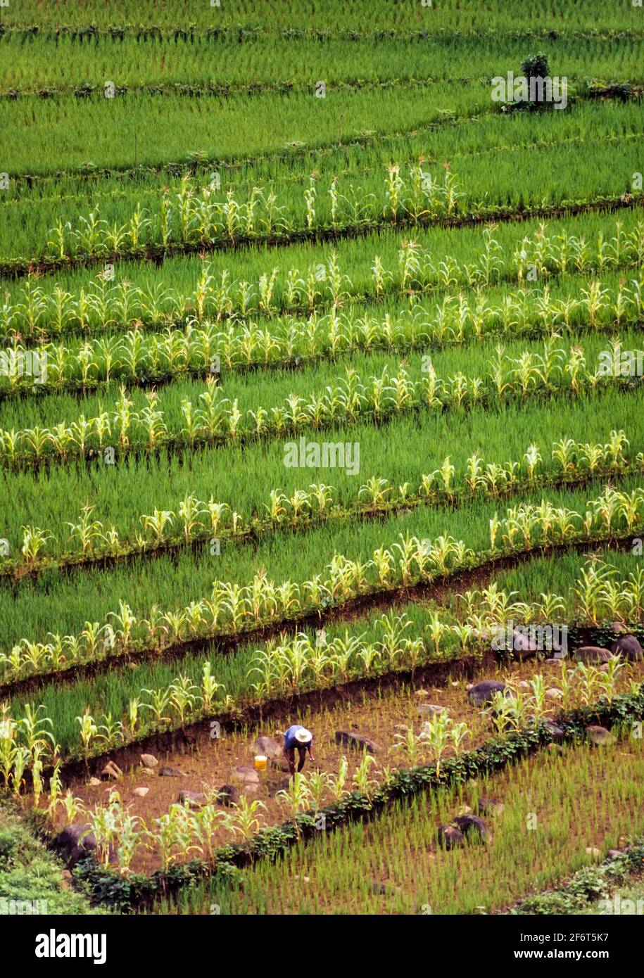 Java rice fields hi-res stock photography and images - Alamy