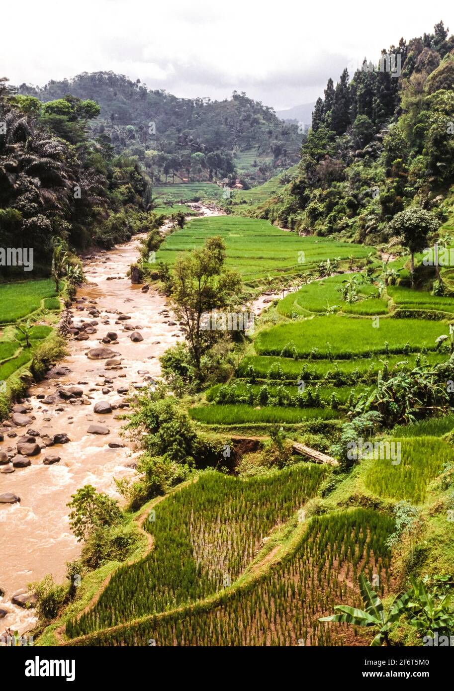 Java rice fields hi-res stock photography and images - Alamy