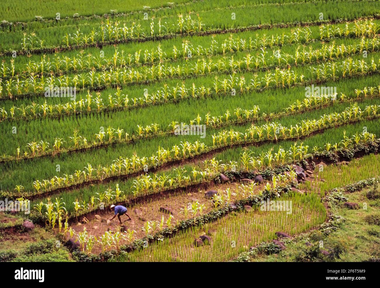 Java rice hi-res stock photography and images - Alamy