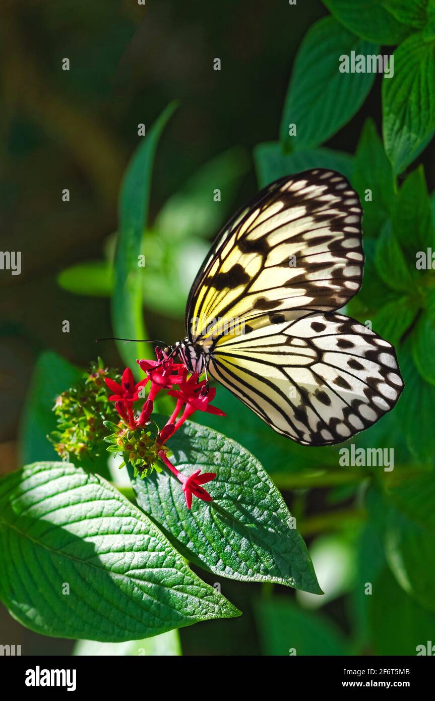 Nymph garden hi-res stock photography and images - Alamy