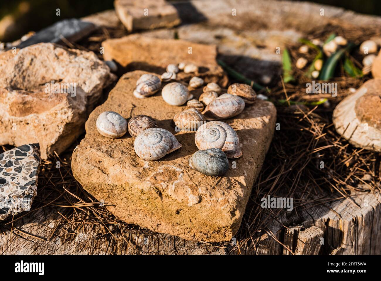 Shell of empty land snails collected to use as decoration on rocks and ...