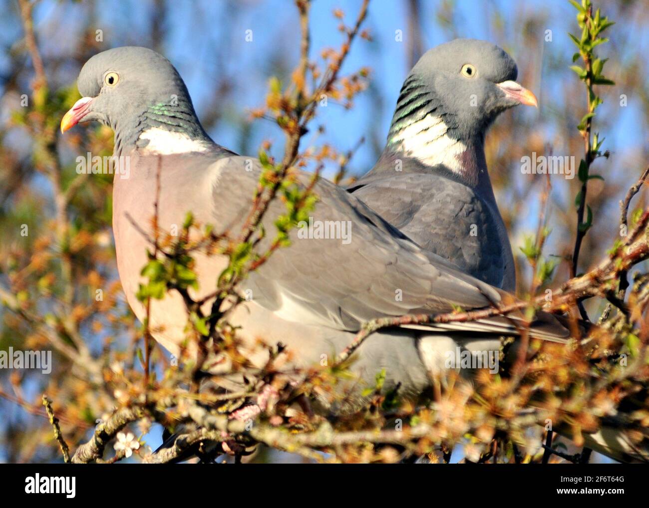WOO0D PIGEONS , CASTLE SHORE PARK PORTCHESTER, HANTS PIC MIKE WALKER ...