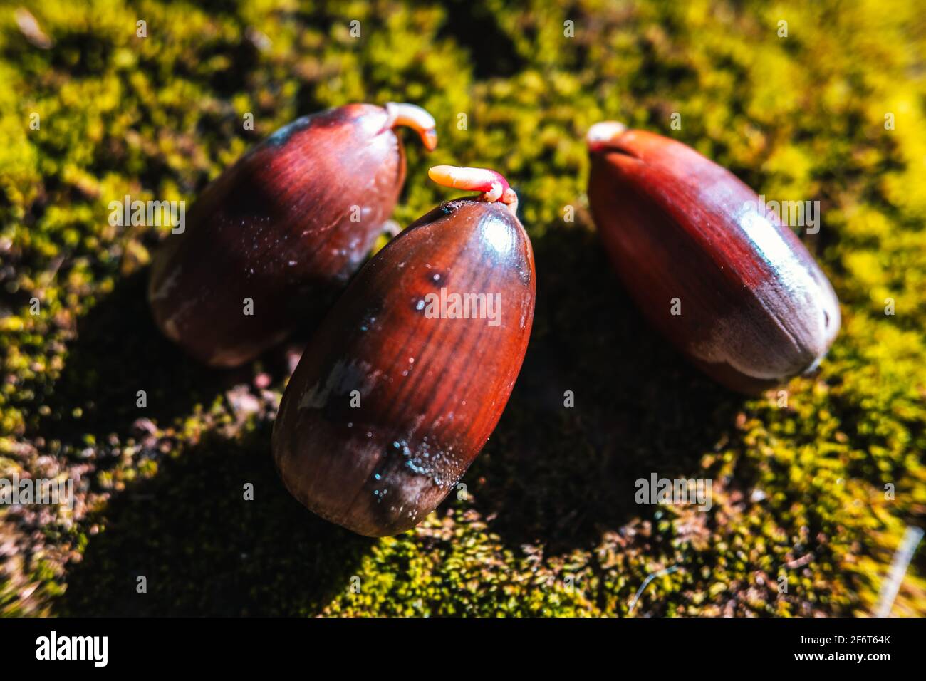 Acorns on the mossy ground of a forest, with sprouts during their ...