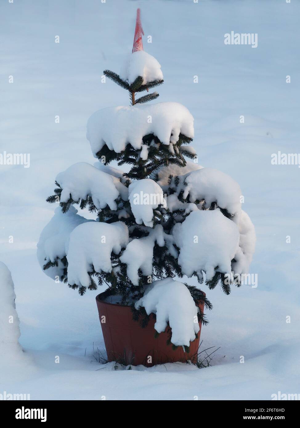 Poland flower hi-res stock photography and images - Alamy