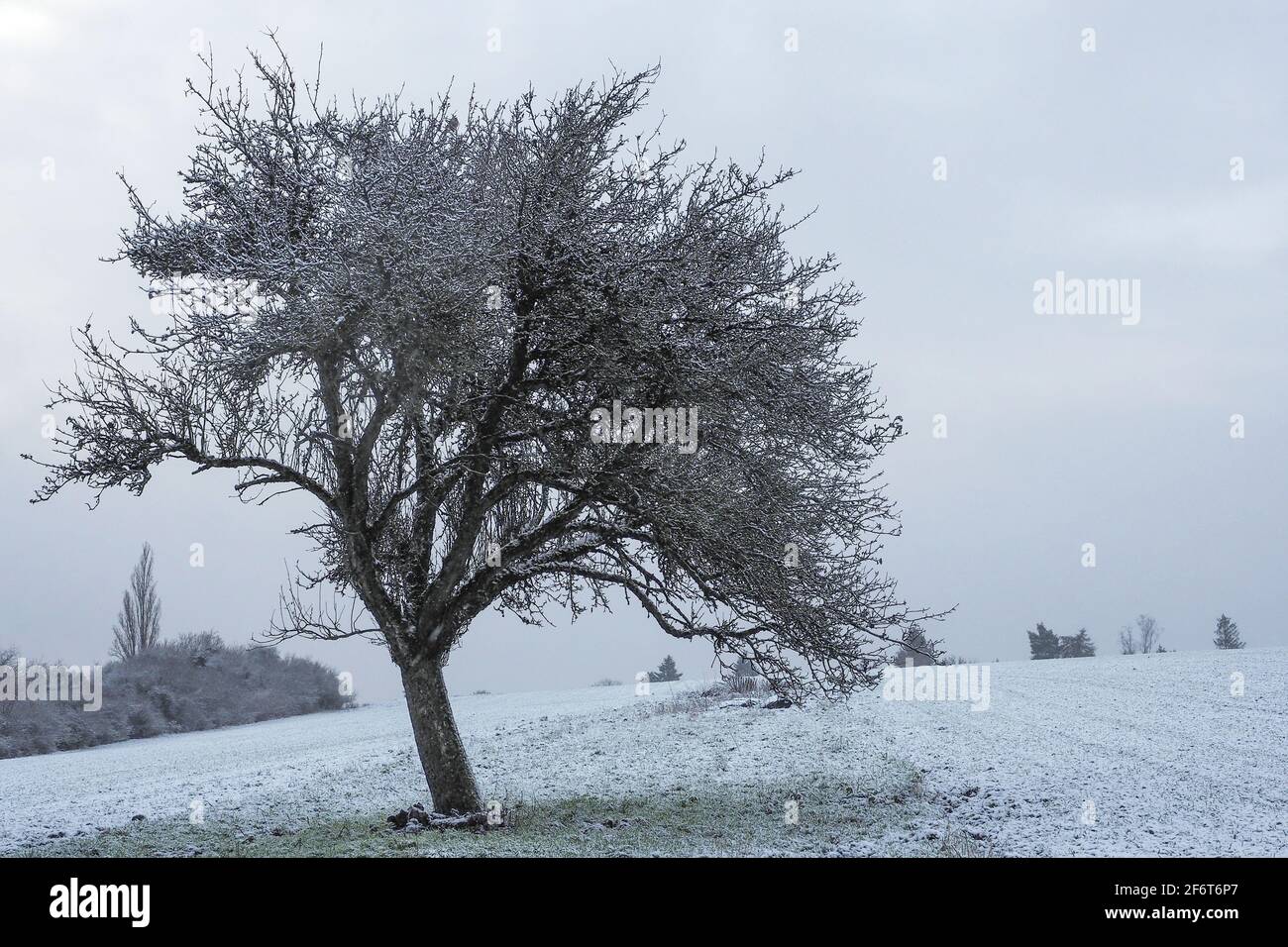 Beautiful picture of a tree hi-res stock photography and images - Alamy