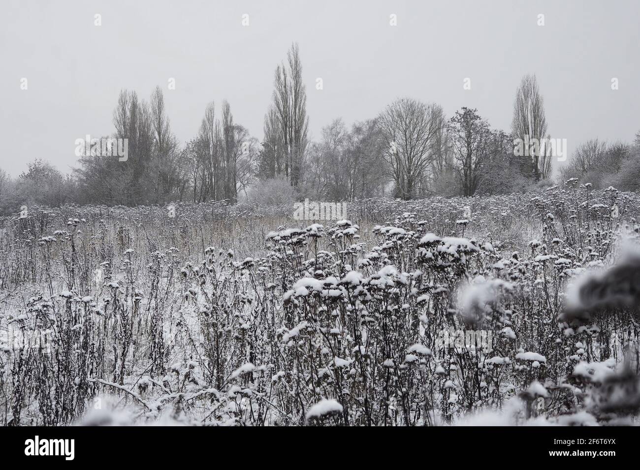 A nice picture of a snowy bees meadow , an intresting photo Stock Photo ...
