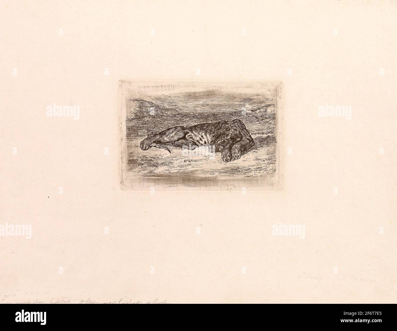 Tiger etching hi-res stock photography and images - Alamy