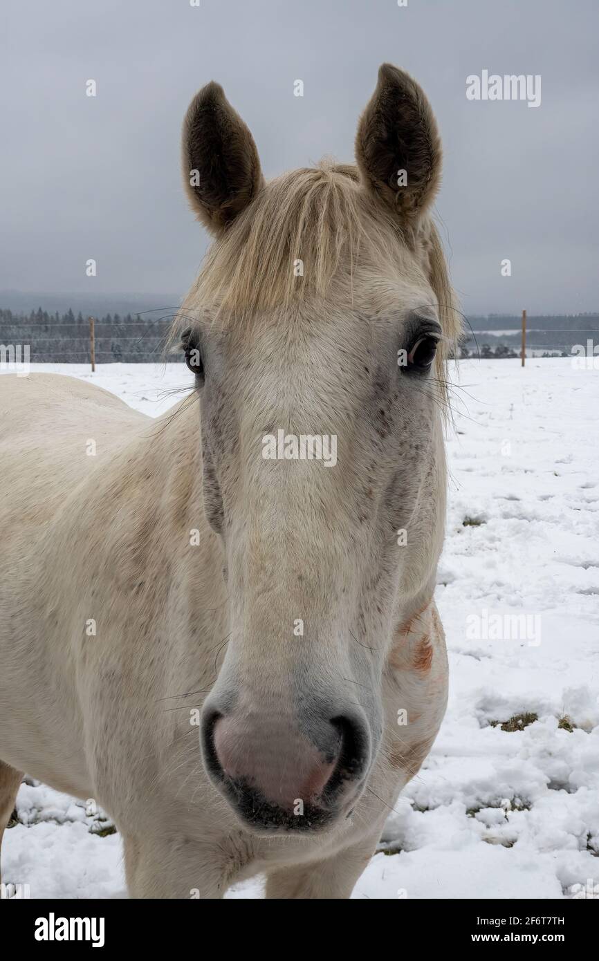 The horse (Equus ferus caballus) is a domesticated odd-toed ungulate ...