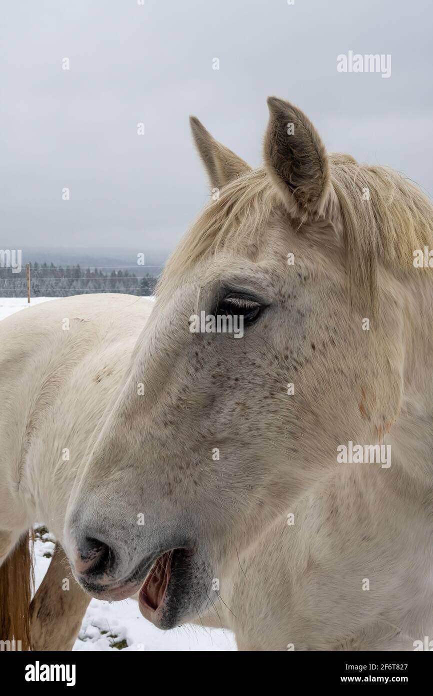 The horse (Equus ferus caballus) is a domesticated odd-toed ungulate ...