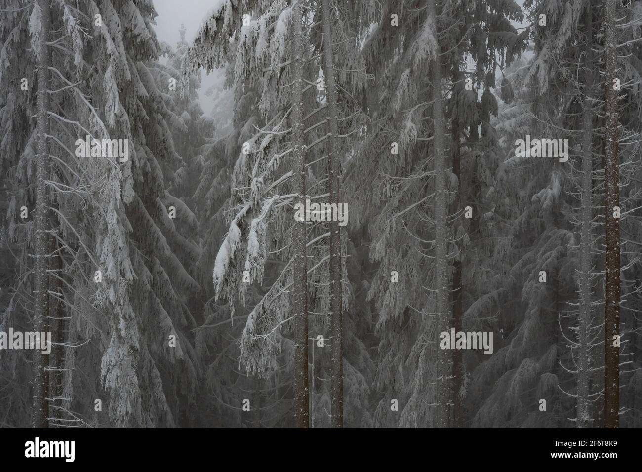 A beautiful picture of a snowy forest , an intresting photo Stock Photo ...