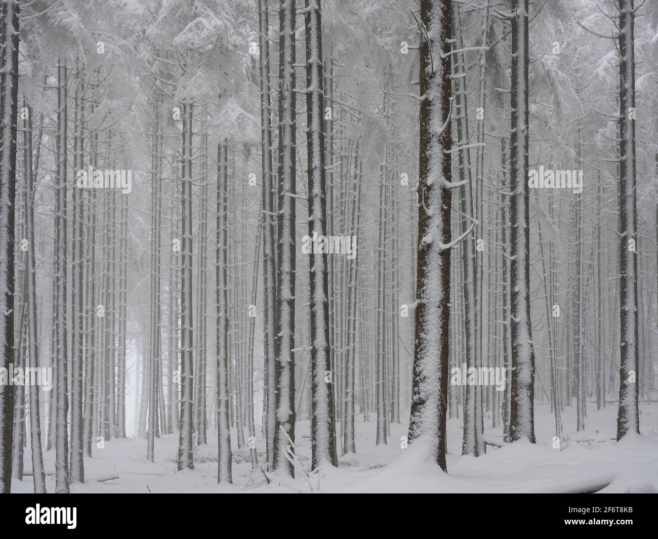 A beautiful picture of a snowy forest , an intresting photo Stock Photo ...