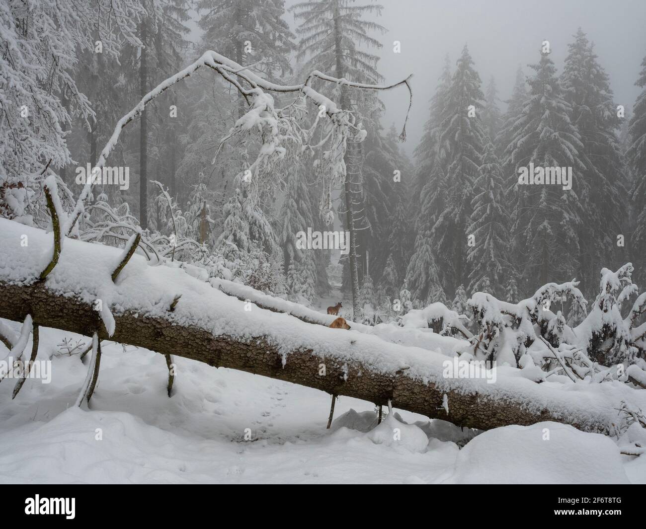 A beautiful picture of a snowy forest , an intresting photo Stock Photo ...