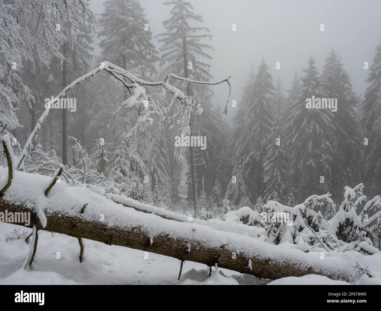 A beautiful picture of a snowy forest , an intresting photo Stock Photo ...