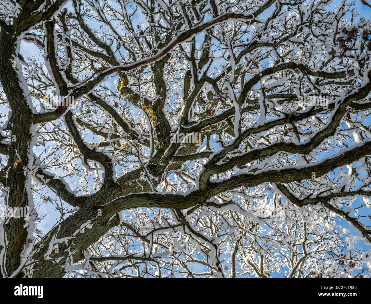 Snow Laden Tree High Resolution Stock Photography and Images - Alamy