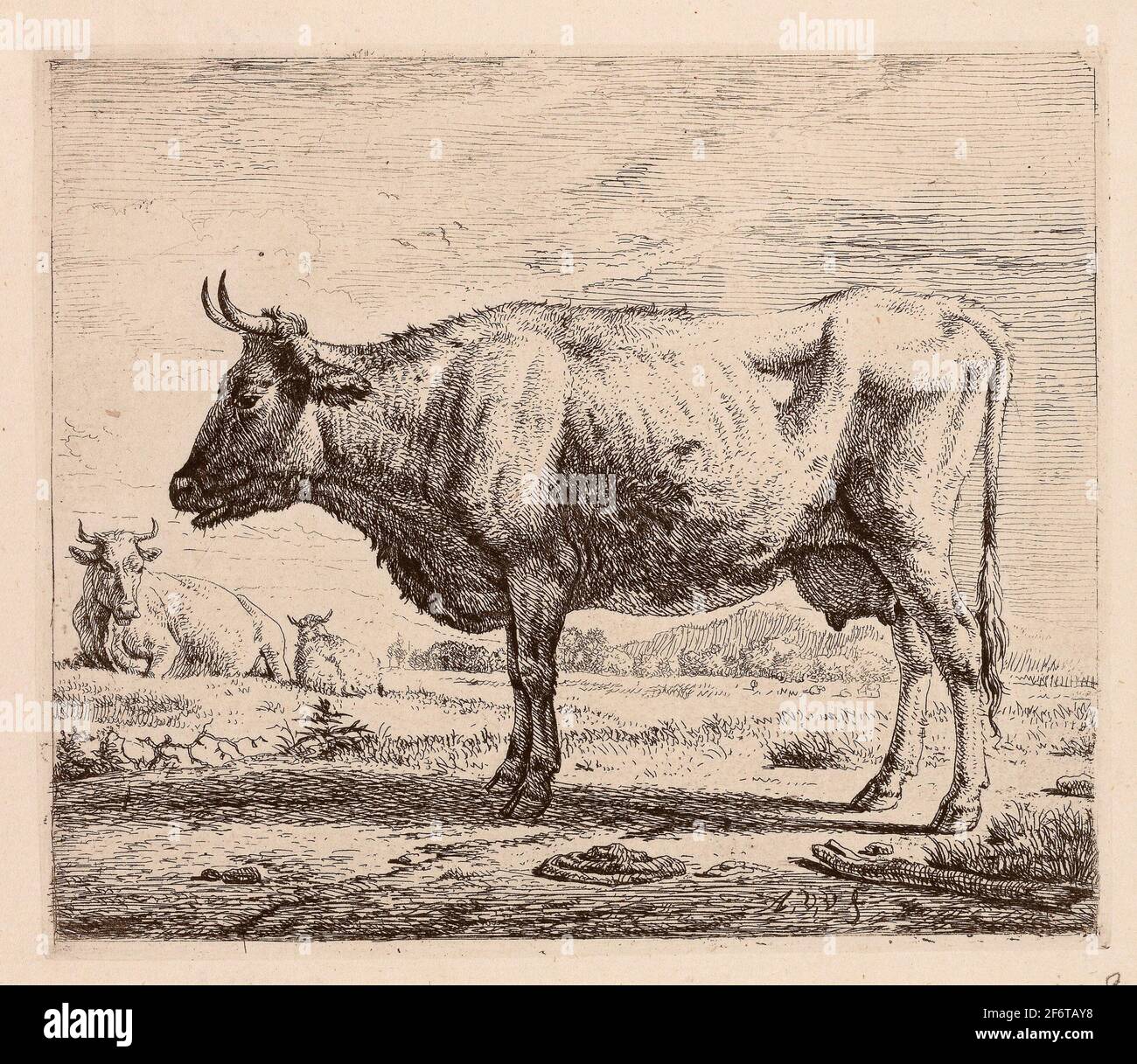 Sheep Cows Cow High Resolution Stock Photography and Images - Alamy