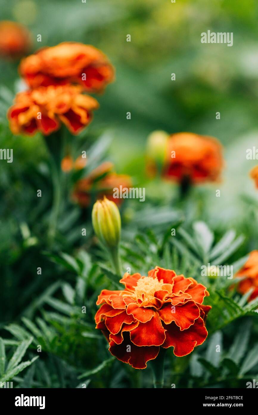 Red Flowers Of Tagetes Plant In Garden Bed. Medicinal Plant Stock Photo ...