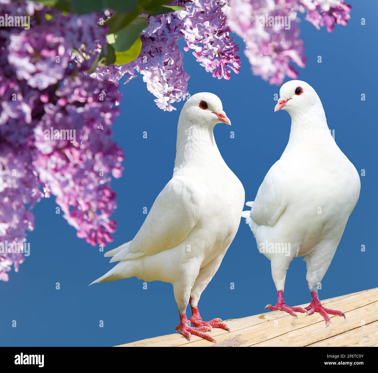 Two turtle dove hi-res stock photography and images - Alamy