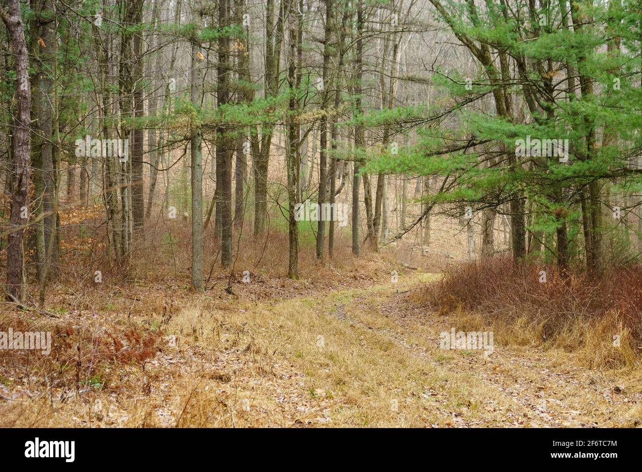 Beautiful autumn fall forest path with leaves covering the ground Stock ...