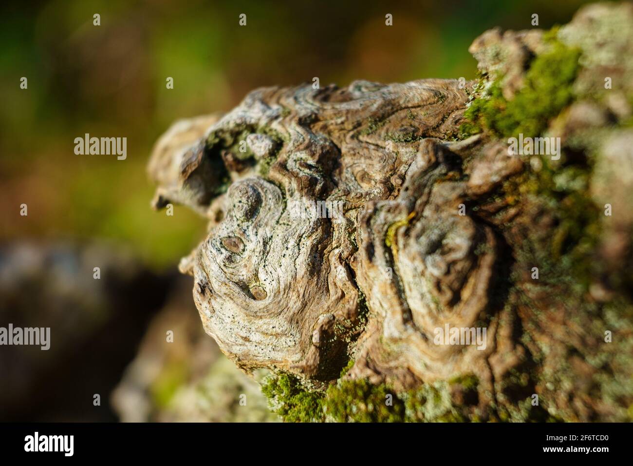 Macro closeup tree stump burl with growing moss surrounding in forest ...