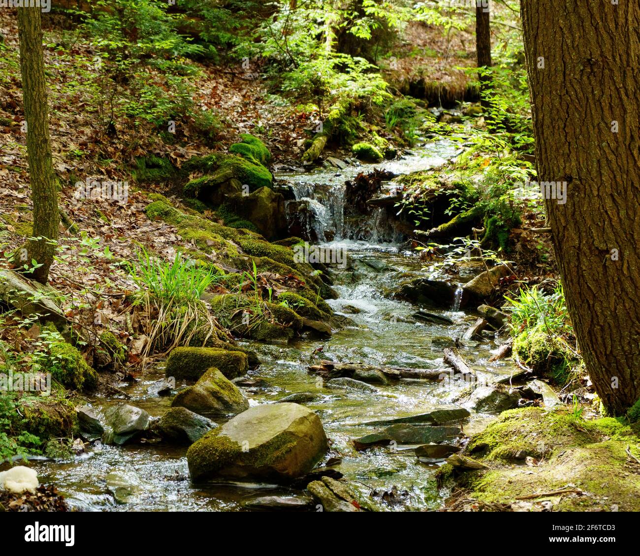 Small creek through a forest in central Pennsylvania Stock Photo - Alamy