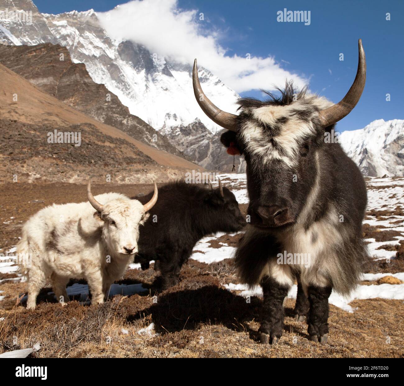 Everest summit group hi-res stock photography and images - Alamy