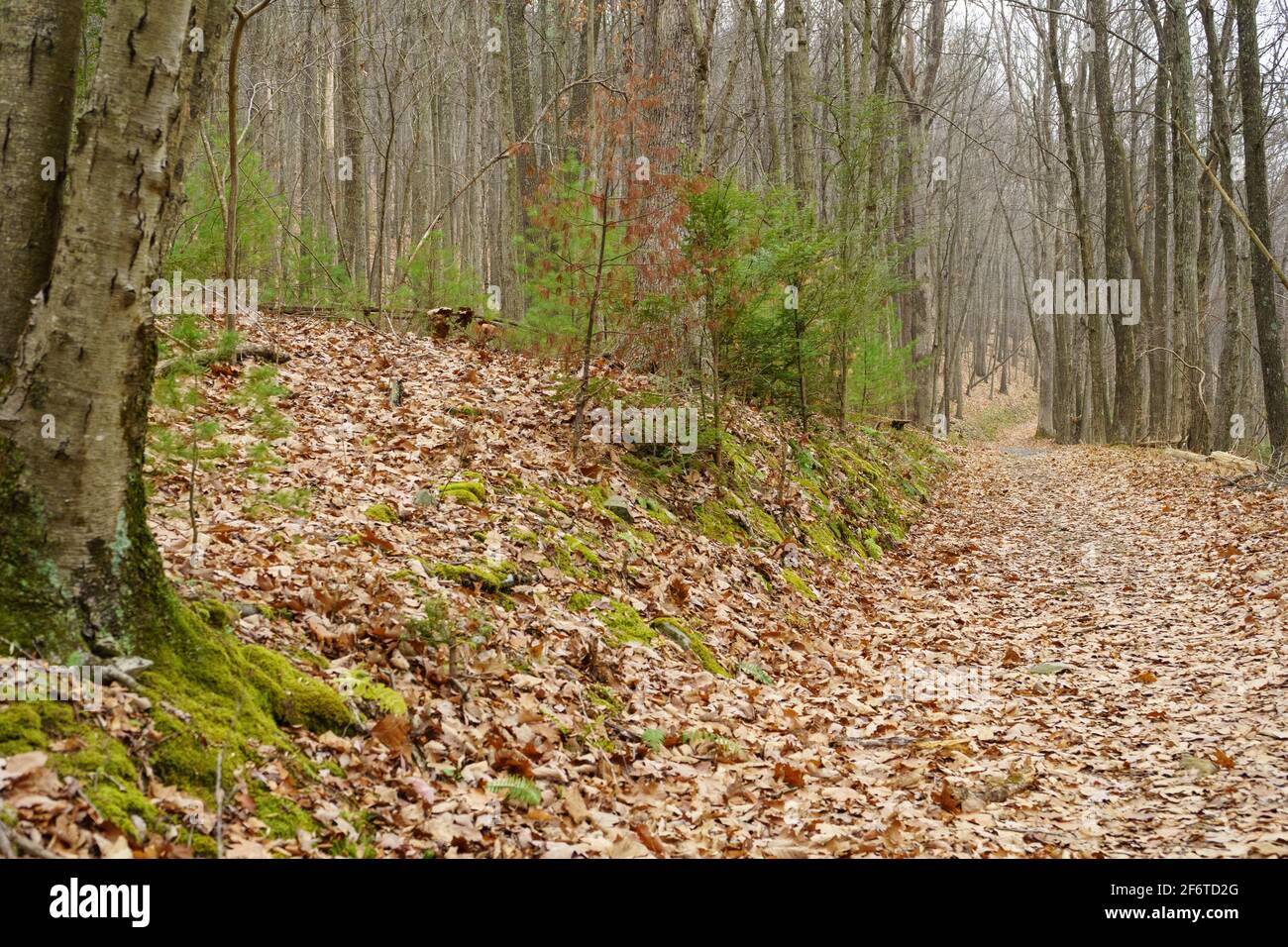 Beautiful autumn fall forest path with leaves covering the ground Stock ...