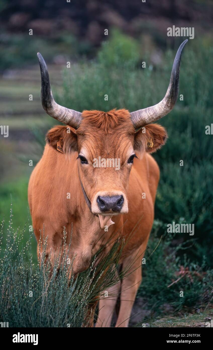 Cattle Of Portugal High Resolution Stock Photography and Images - Alamy