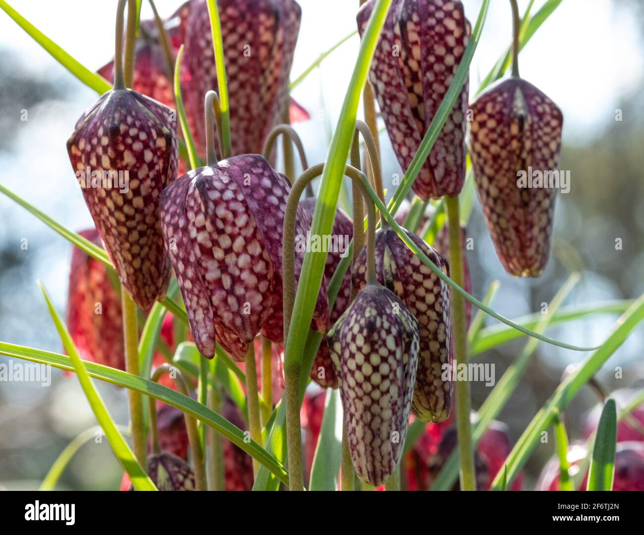 Purple chequered Snake's Head Fritillary flowers grow in the grass ...